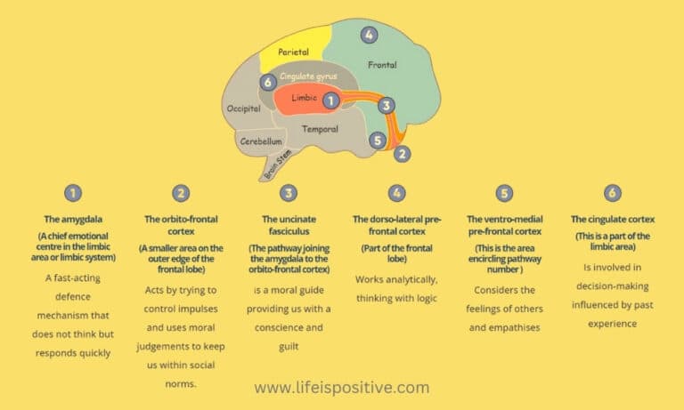 What Is the Chimp Paradox? You Won’t Believe How It Affects You! - Life ...